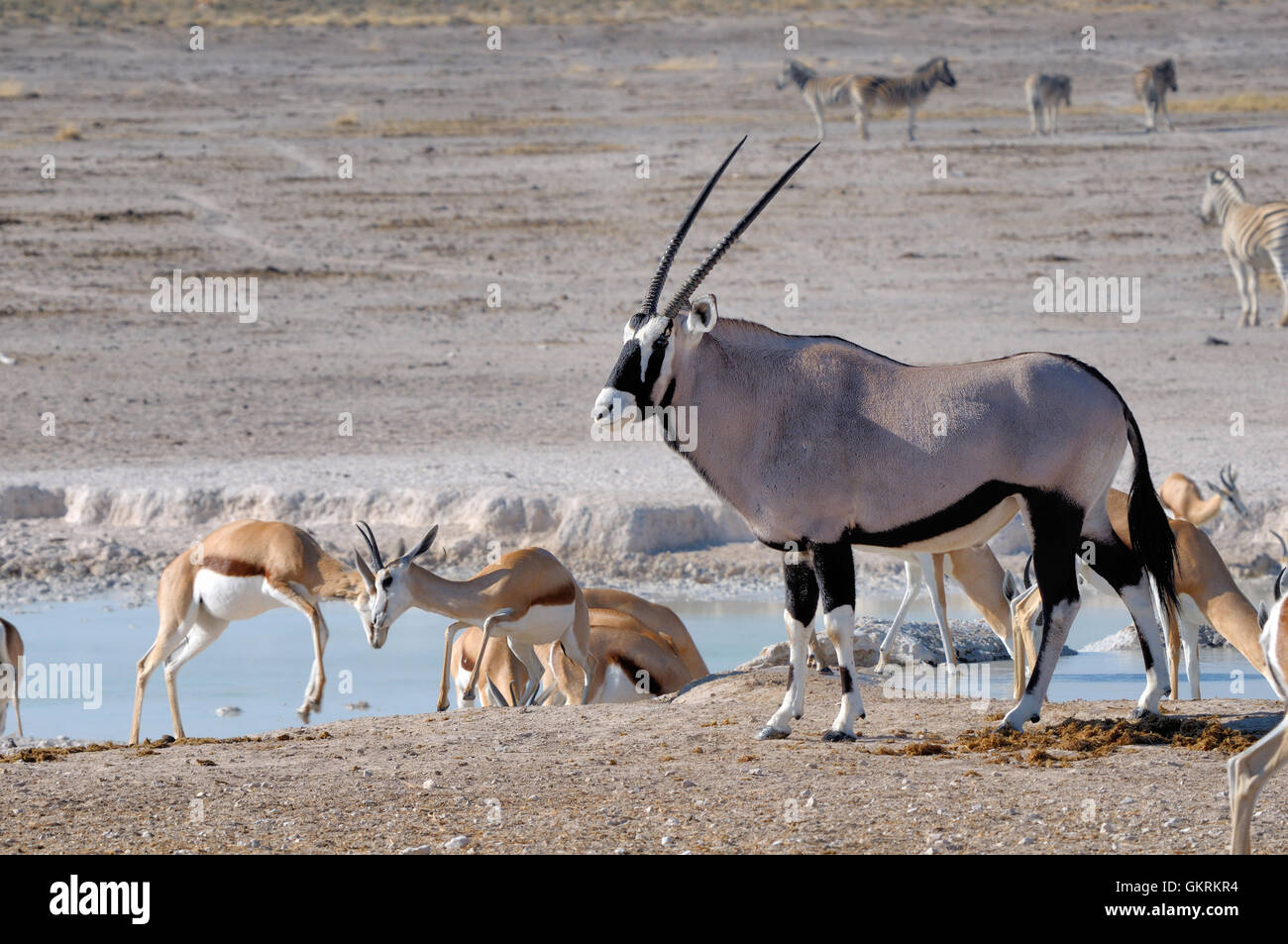 Orix (Gemsbok) and Springbok Stock Photo - Alamy