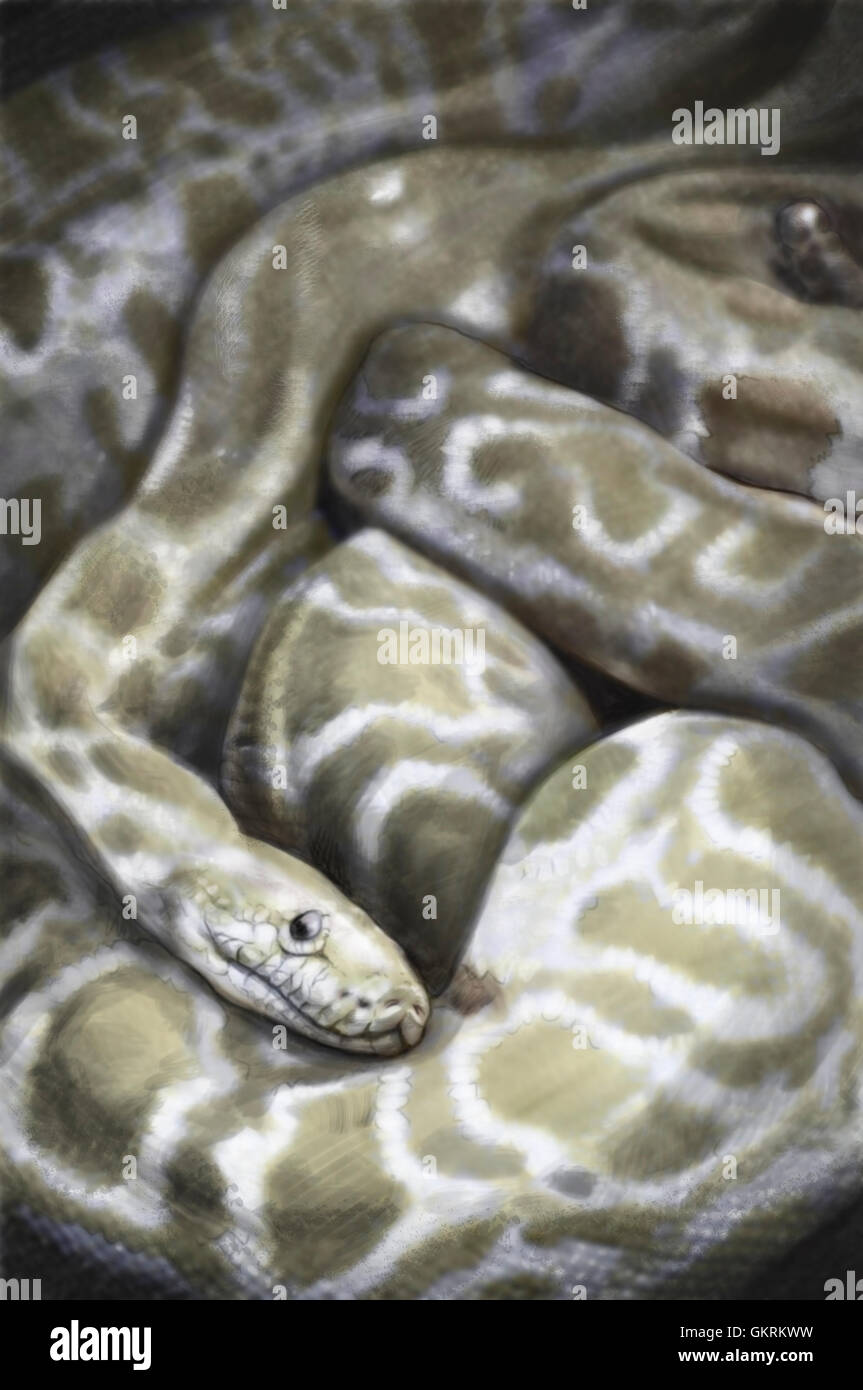 Illustration sketch of boa, snake, made with digital tablet Stock Photo ...