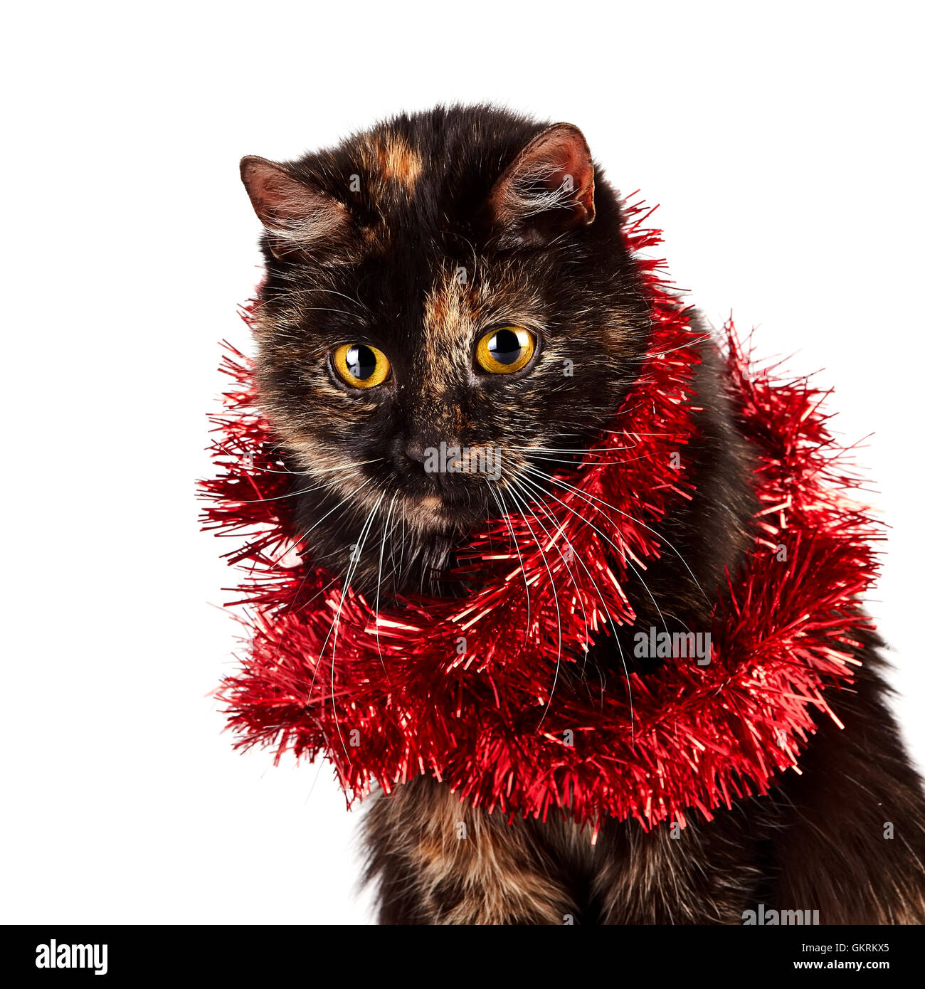 Portrait of a festive cat Stock Photo - Alamy