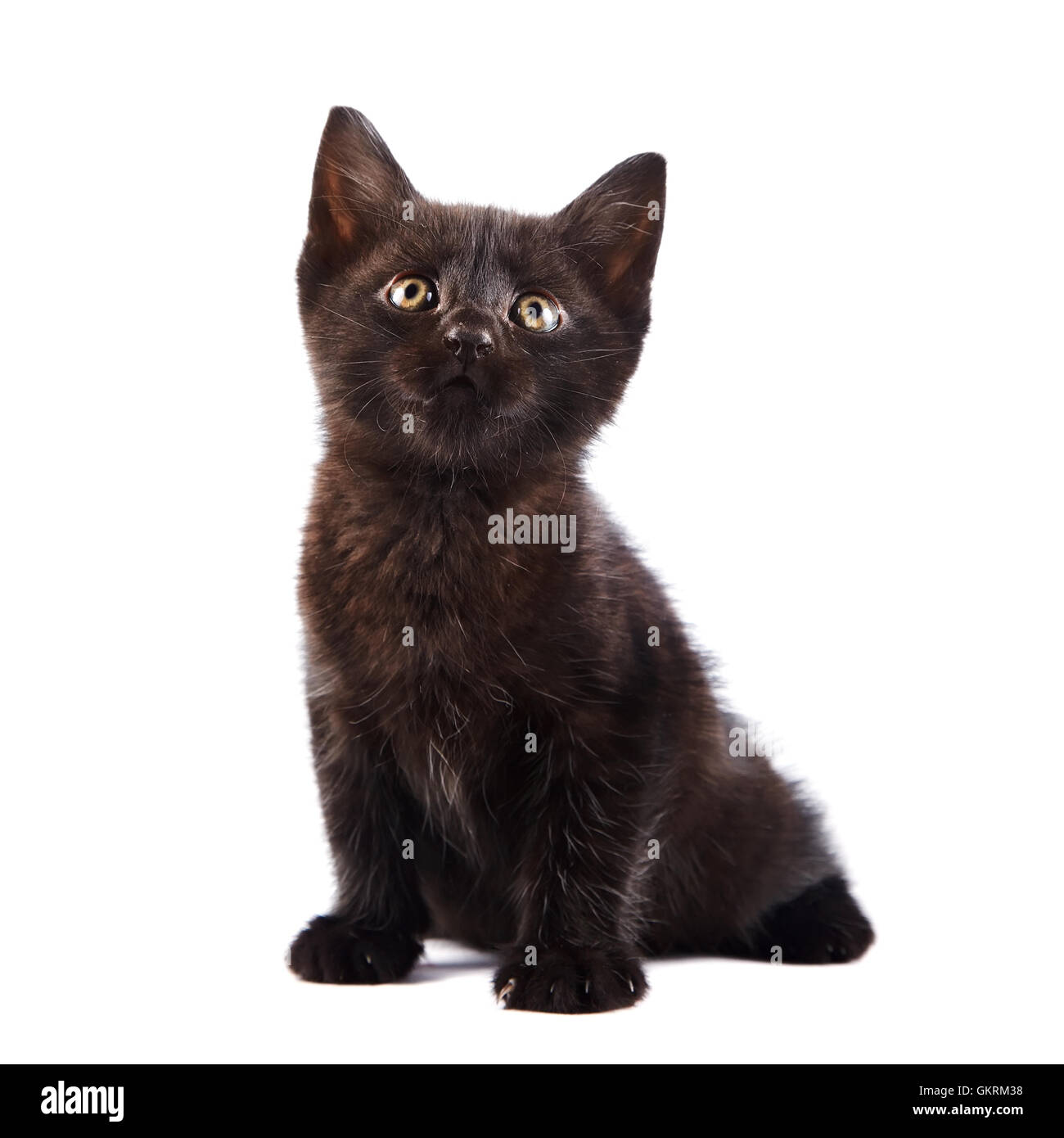 Black cat animal hi-res stock photography and images - Alamy