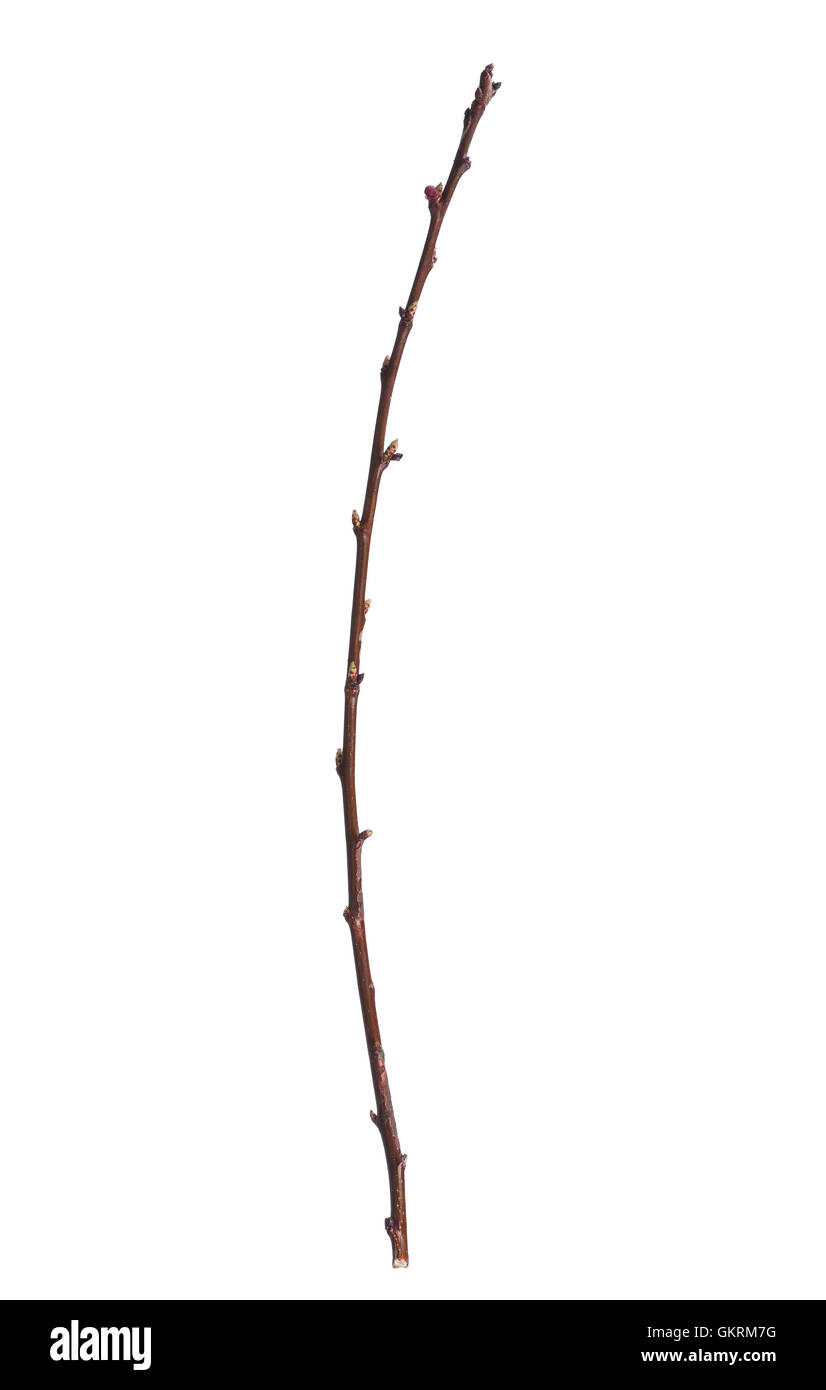 Branch of tree Stock Photo - Alamy