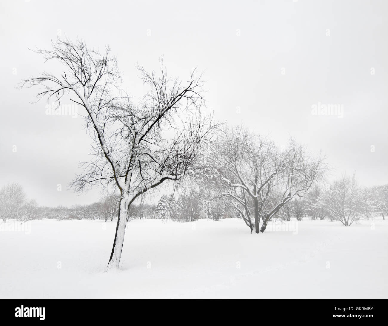 Trees in winter blizzard Stock Photo - Alamy
