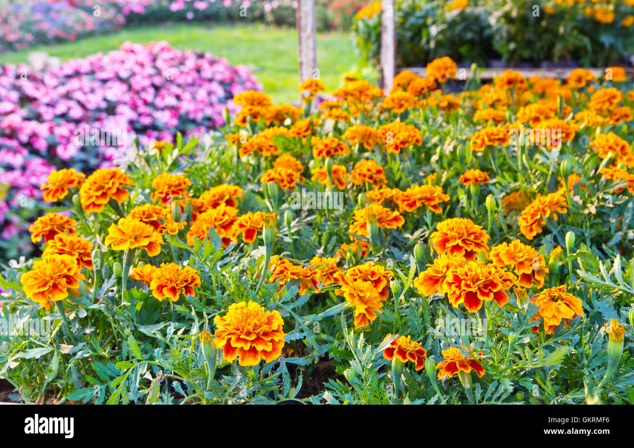 Marigold in the garden Stock Photo - Alamy