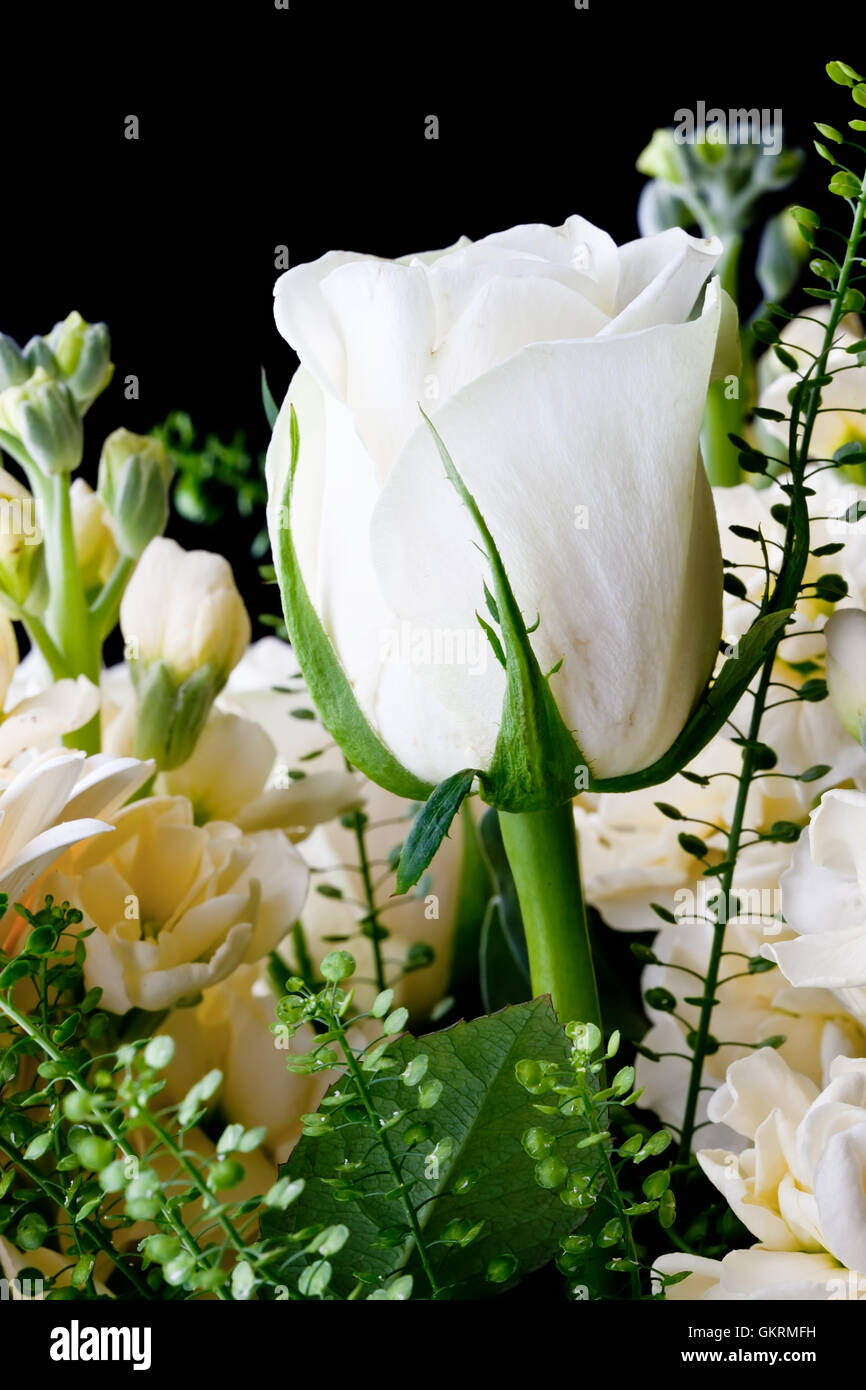 White roses close up Stock Photo - Alamy