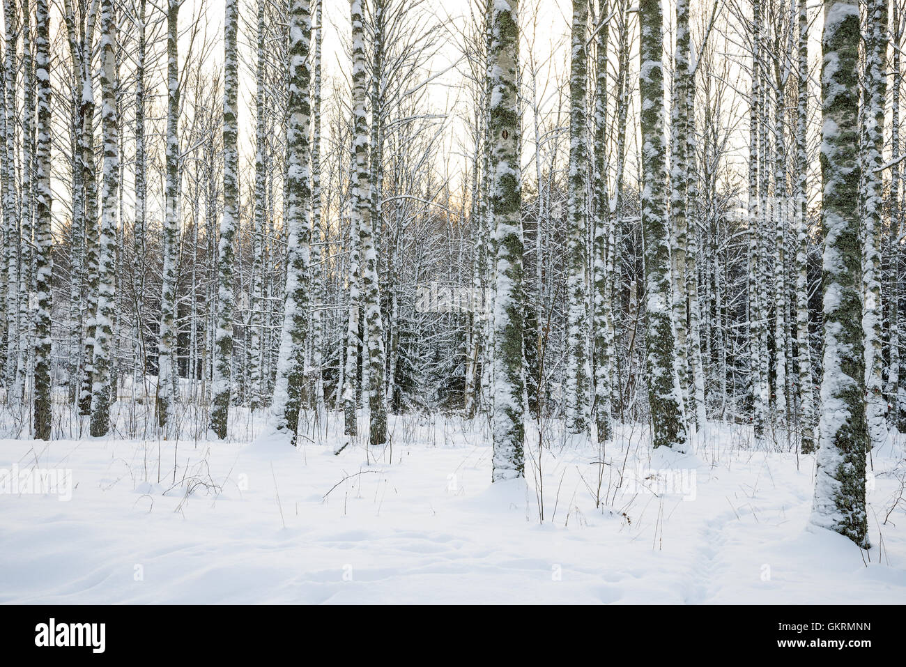 Birch tree forest in winter Stock Photo - Alamy