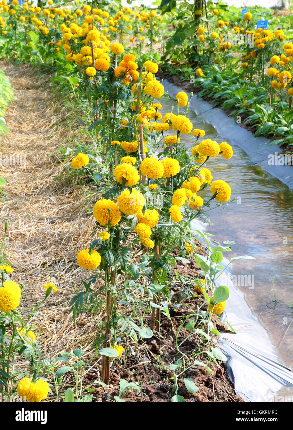 Marigold flower garden Stock Photo - Alamy
