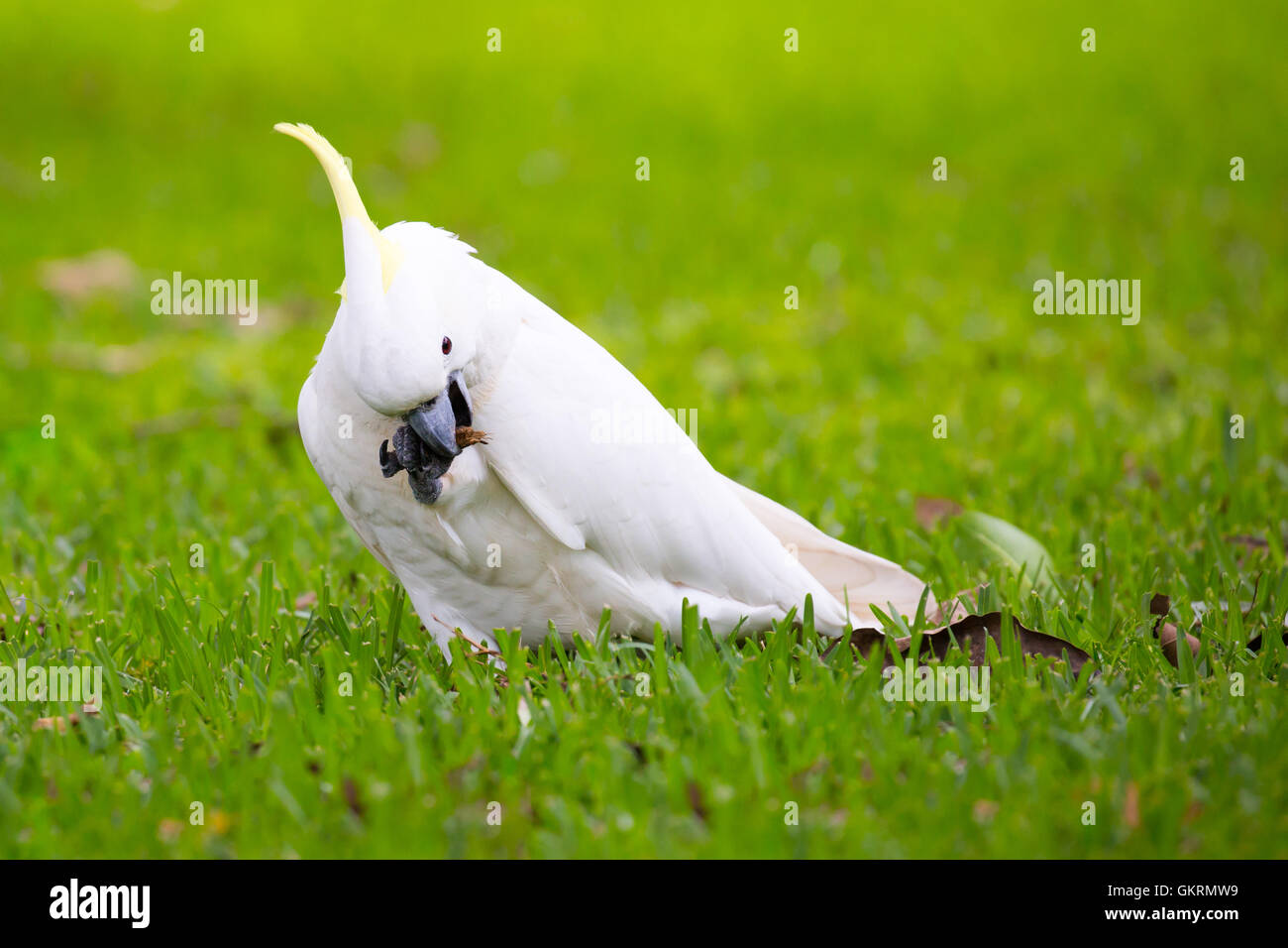 Wild Cockatoo Eating Stock Photo - Alamy