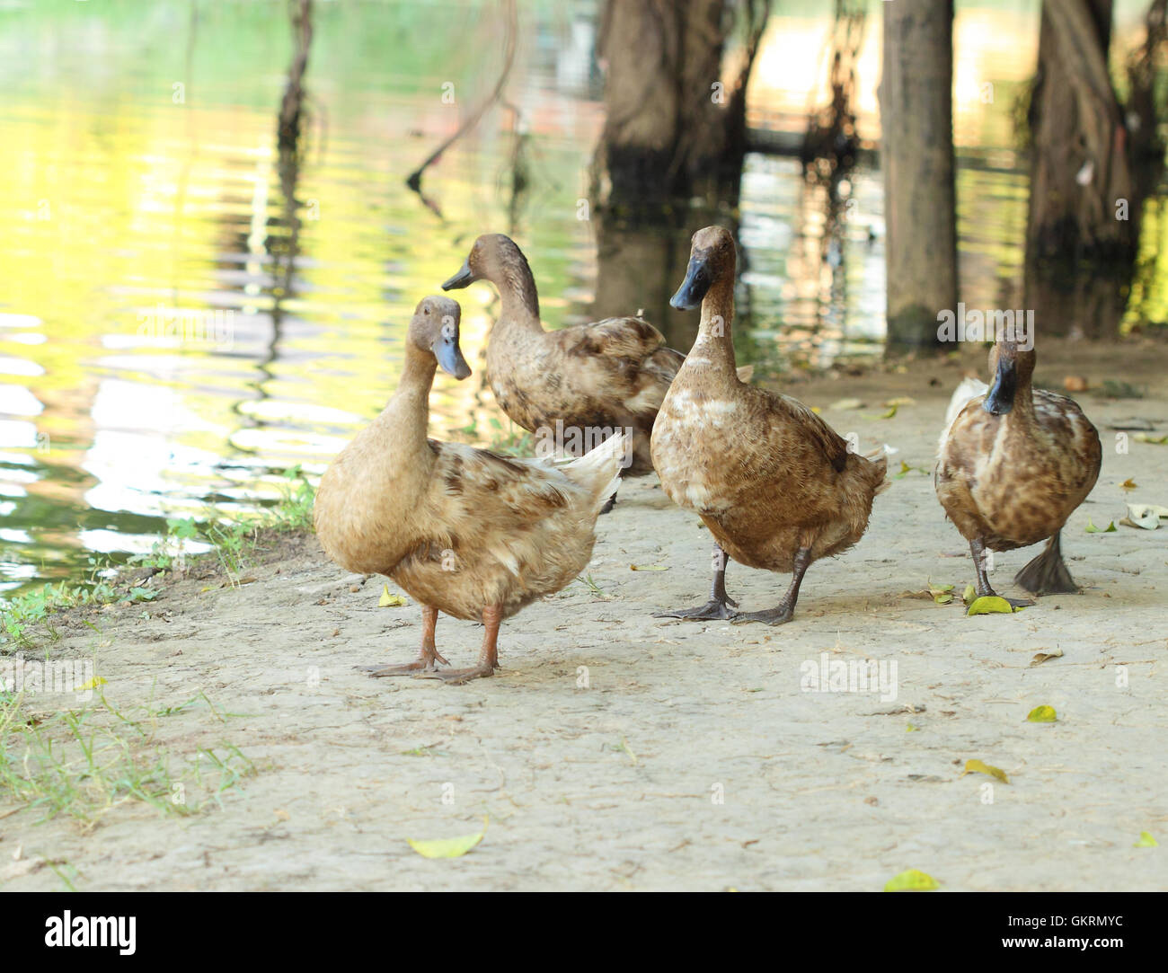 mallard ducks standing Stock Photo - Alamy