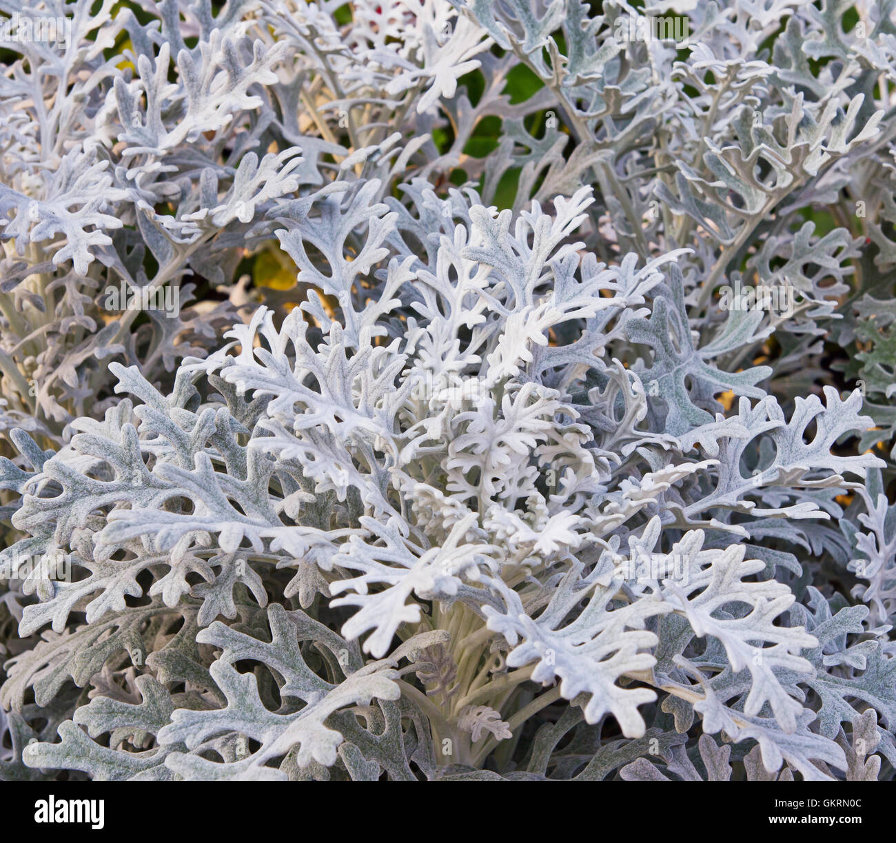 Silver dust in the garden Stock Photo - Alamy