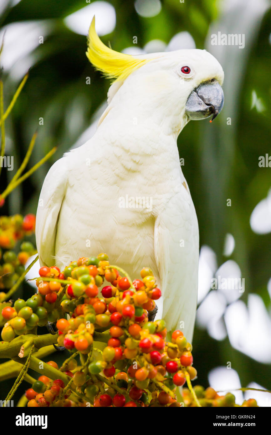 Cockatoo Stock Photos & Cockatoo Stock Images - Alamy