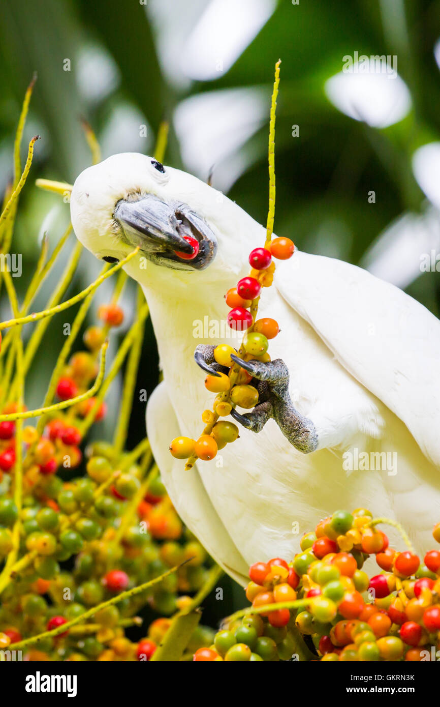 Wild Cockatoo Eating Stock Photo - Alamy
