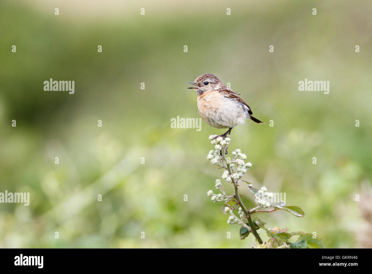 Stonechat england hi-res stock photography and images - Alamy