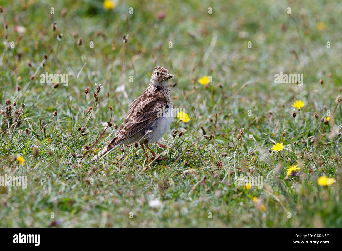 Skylark (Alauda arvensis) East Sussex, England, UK Stock Photo - Alamy