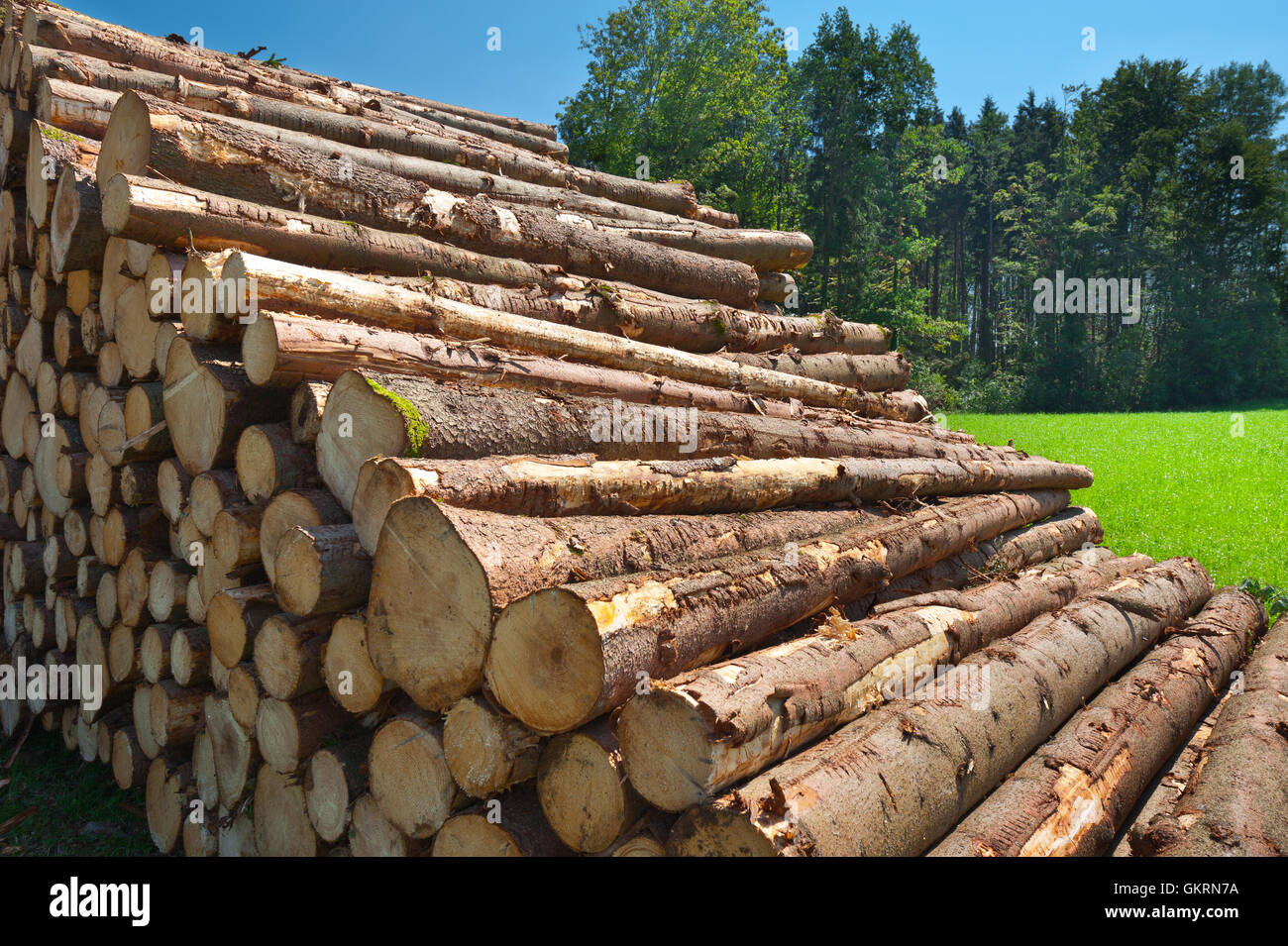 Resource conifer blue sky hi-res stock photography and images - Alamy