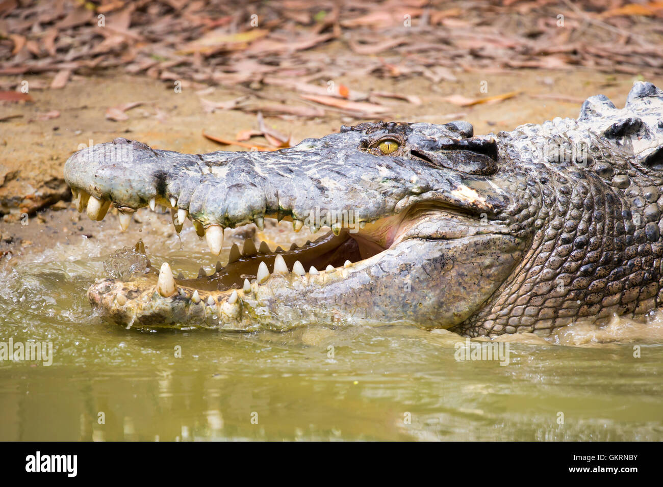 Saltwater crocodile australia hi-res stock photography and images - Alamy