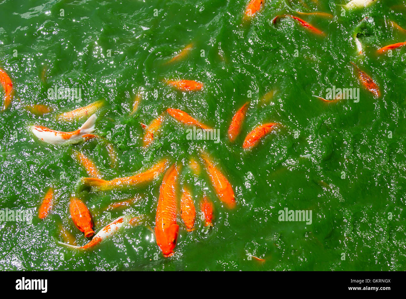 fish in green water Stock Photo - Alamy
