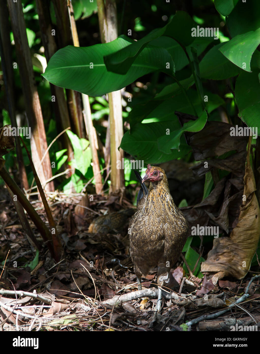 Chicken bird wild hi-res stock photography and images - Alamy