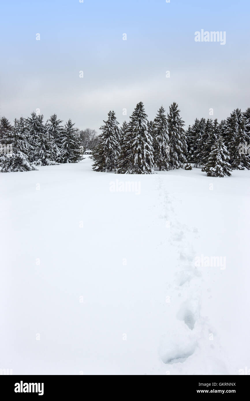 Canadian winter landscape Stock Photo - Alamy