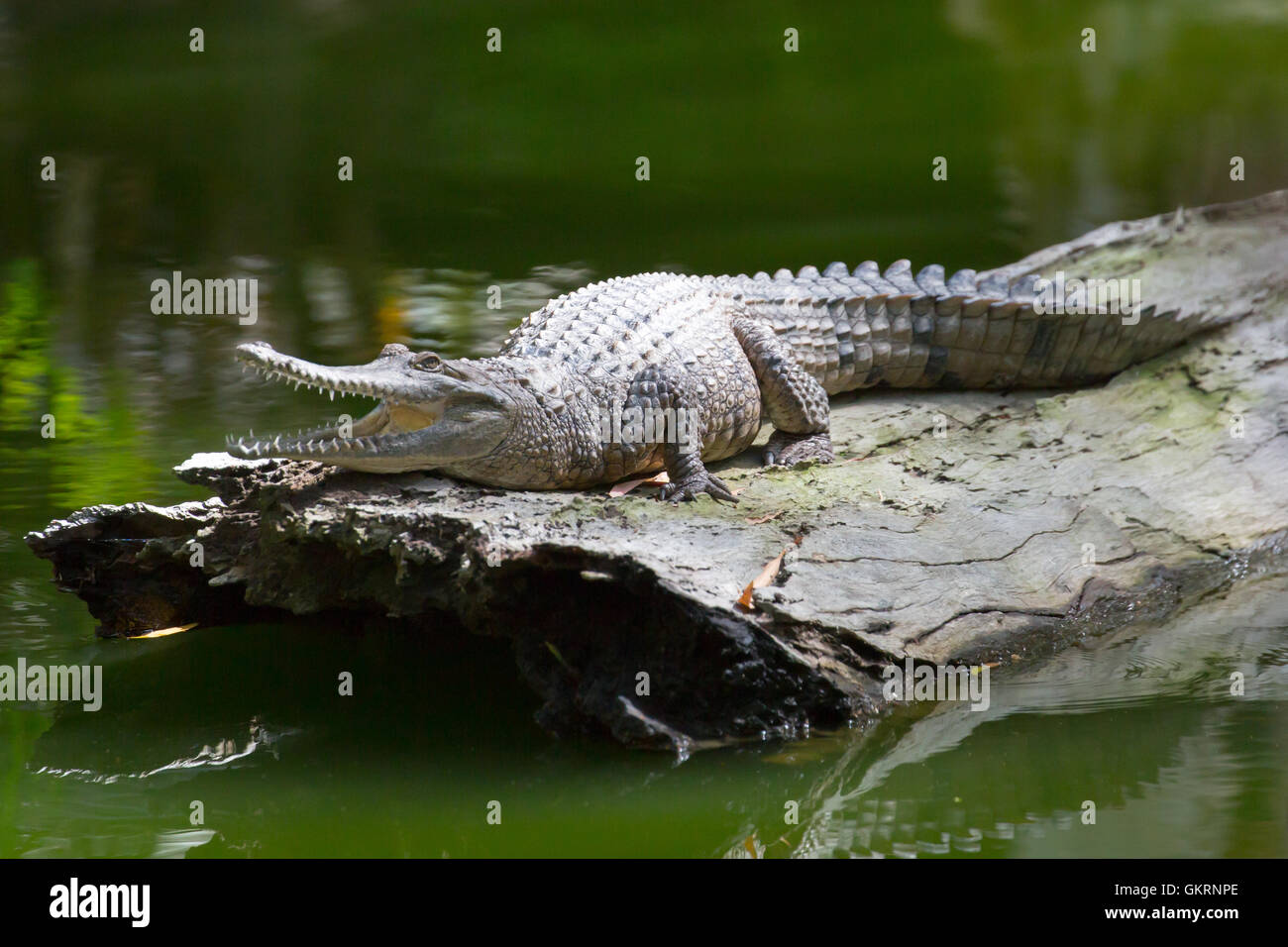 Crocodile Waits For Prey Stock Photo - Alamy