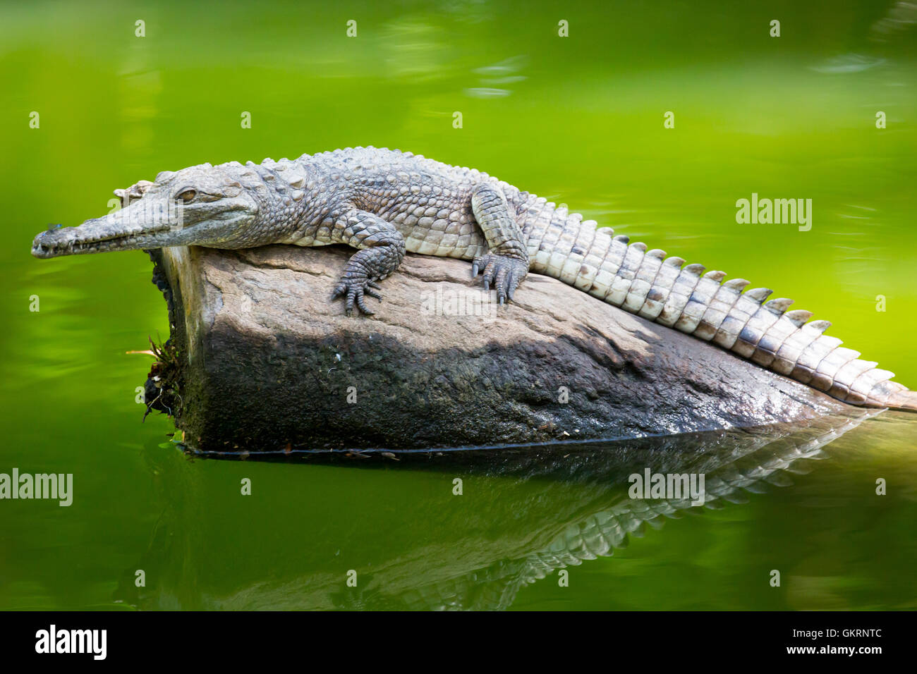 Saltwater crocodile prey hi-res stock photography and images - Alamy