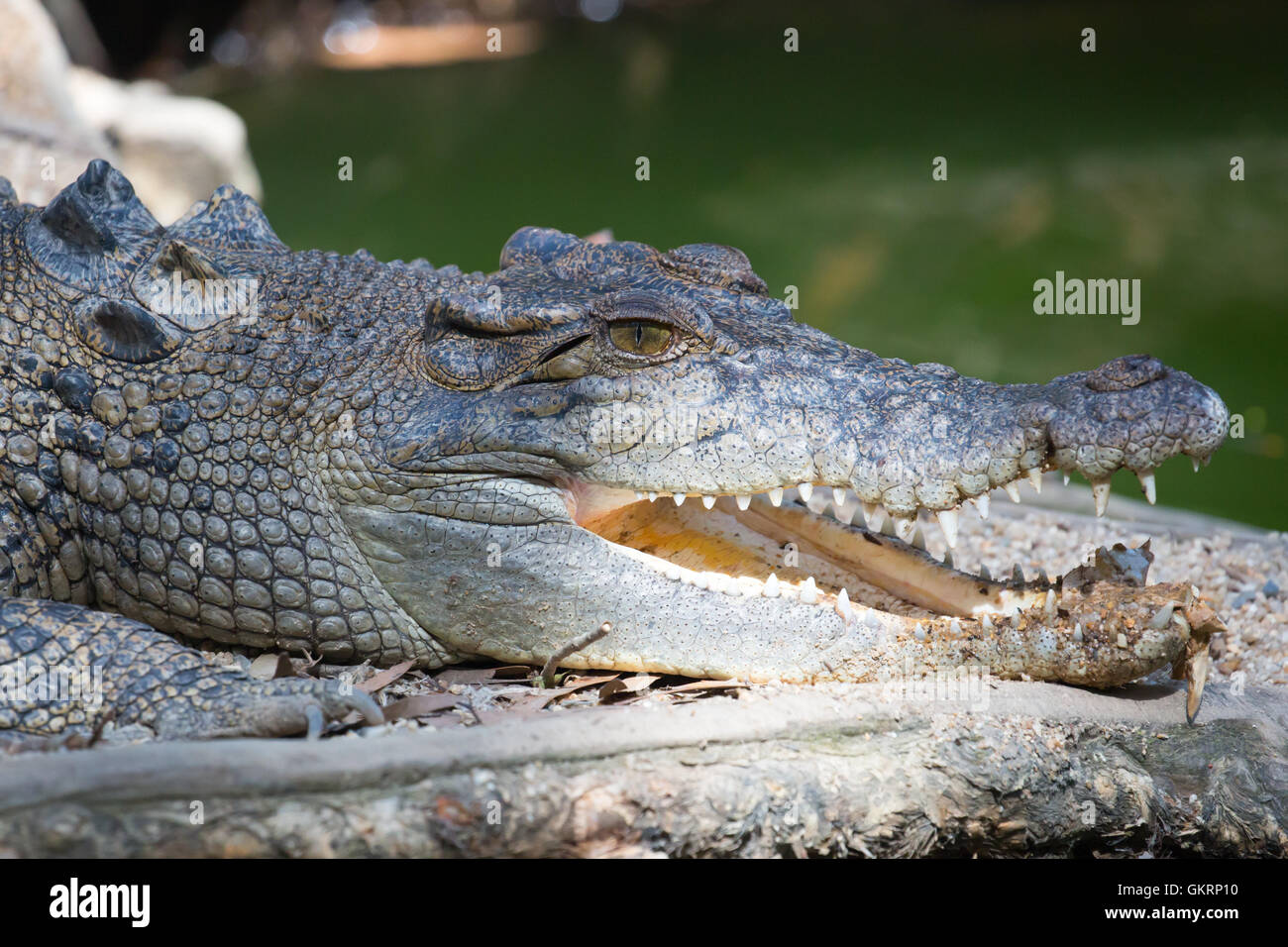 Saltwater crocodile water prey hi-res stock photography and images - Alamy