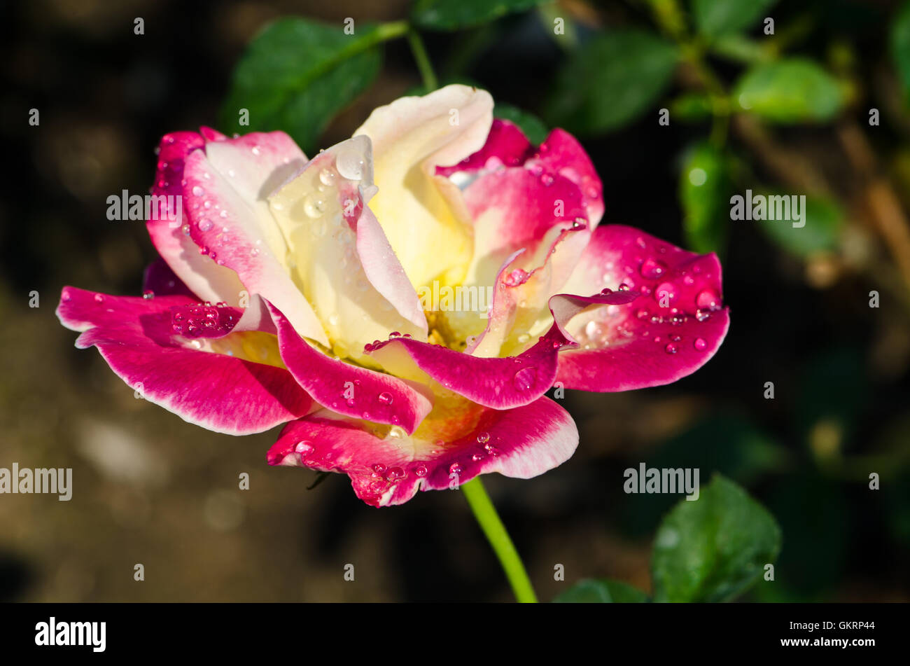 Sweet fresh red roses hi-res stock photography and images - Alamy