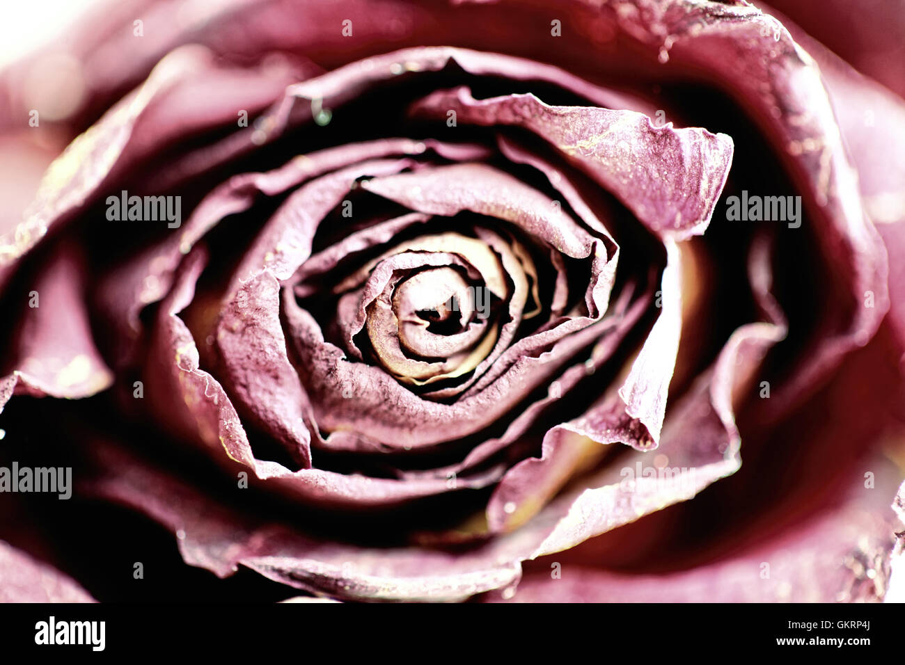 dry red rose Stock Photo - Alamy