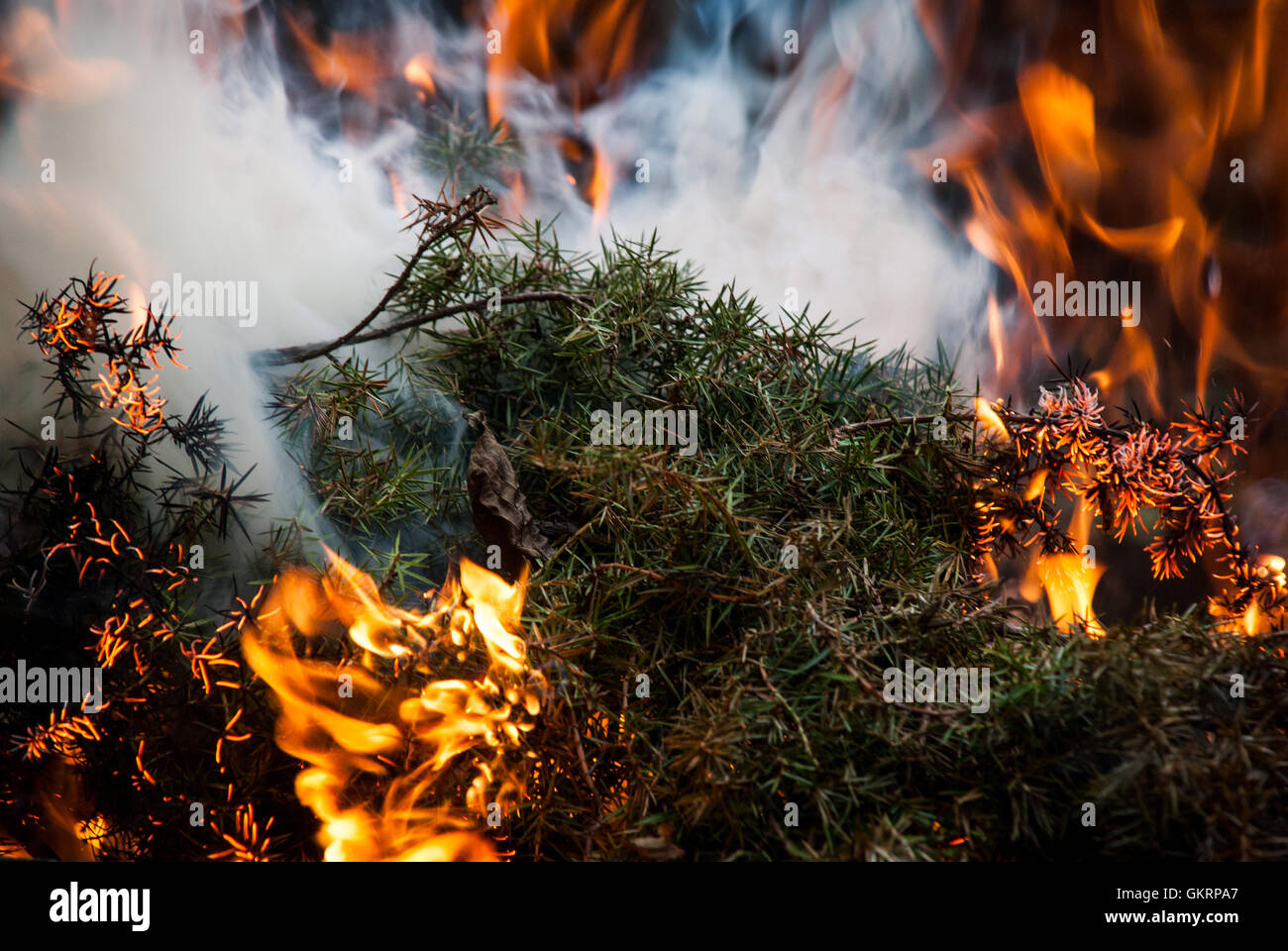 Branch of a tree covered by a bright fire and smoke Stock Photo - Alamy