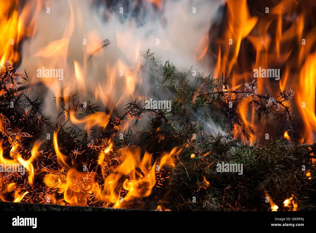 Branch of a tree covered by a bright fire and smoke Stock Photo - Alamy