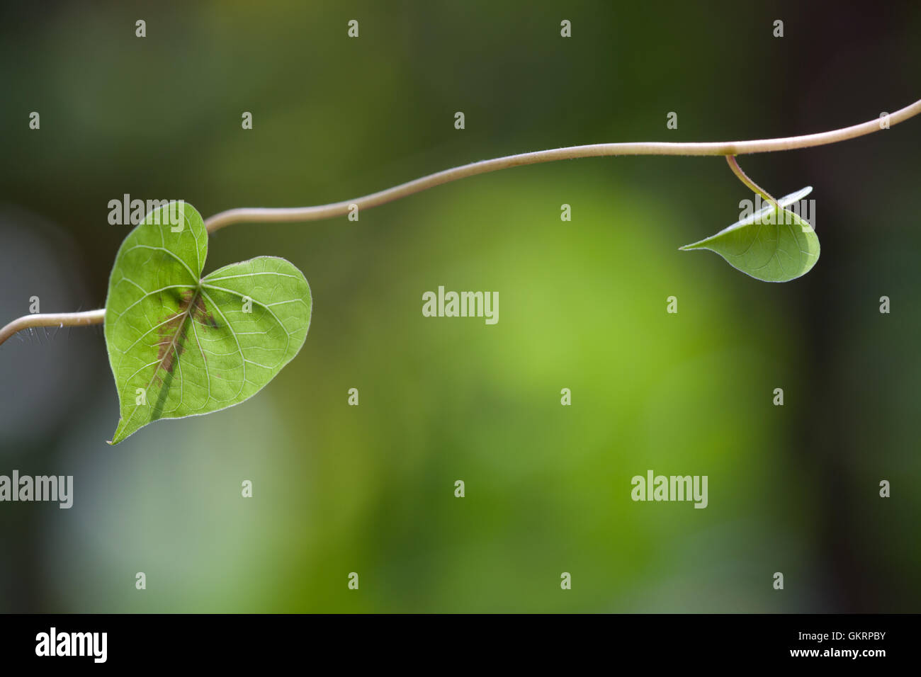 Love shape leaf hi-res stock photography and images - Alamy