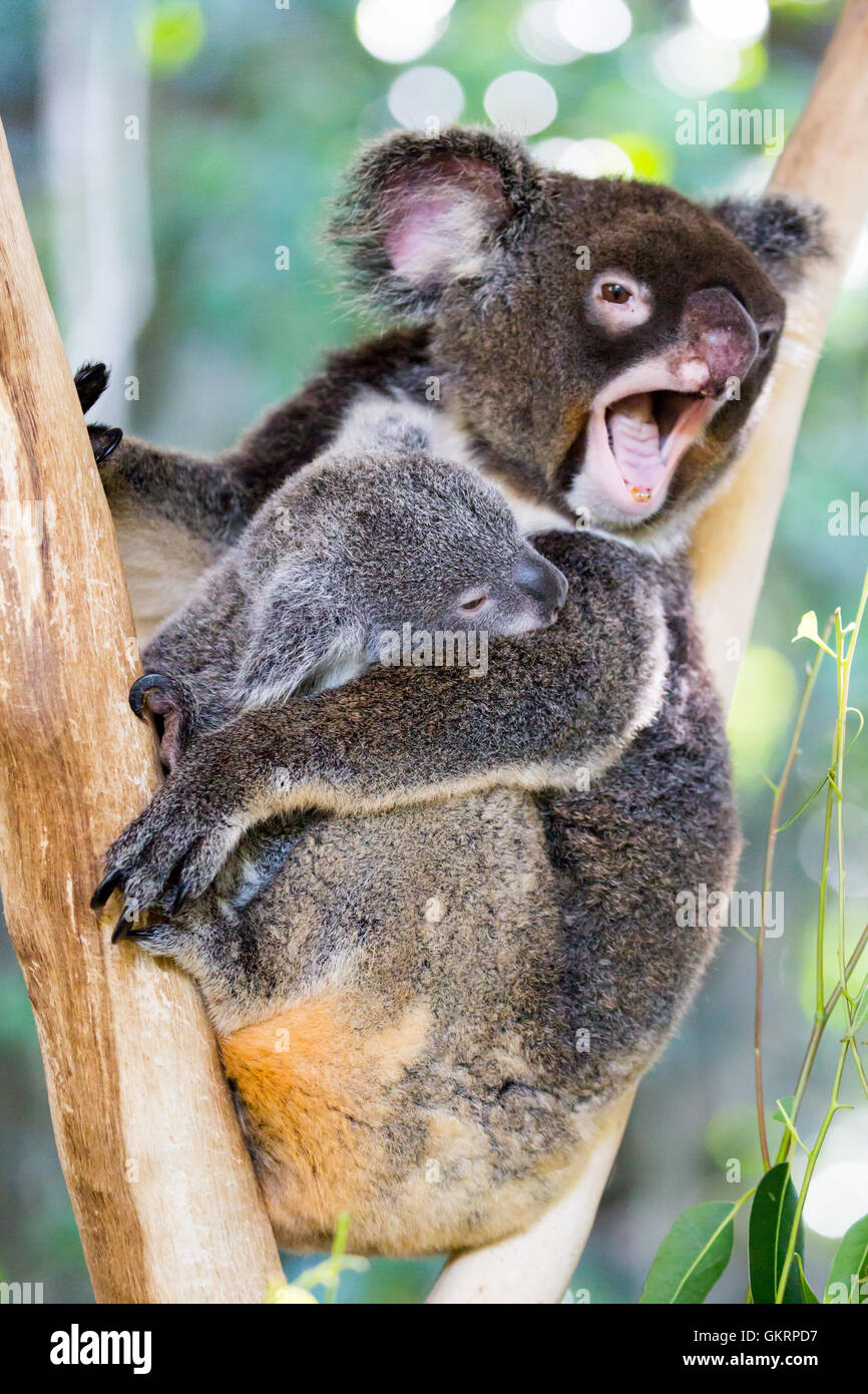 Koala and Joey Stock Photo - Alamy