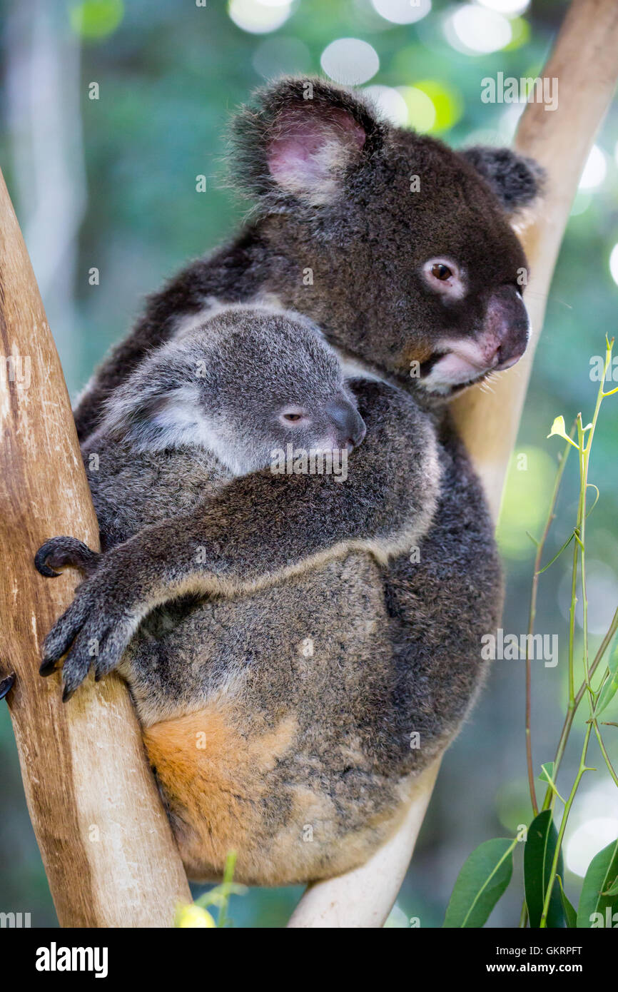 Koala and Joey Stock Photo - Alamy