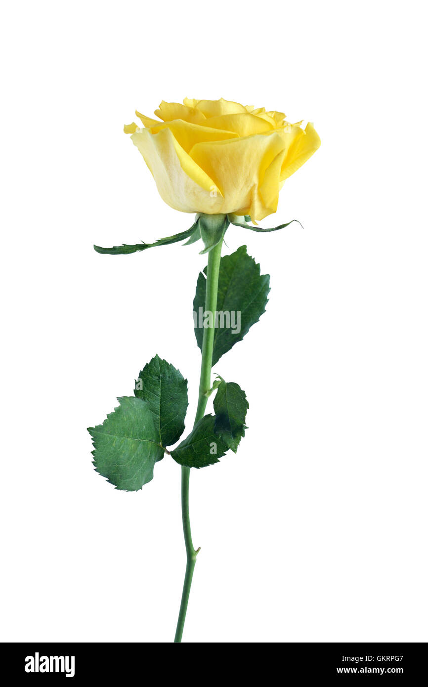 Yellow rose flower Cut Out Stock Images & Pictures - Alamy