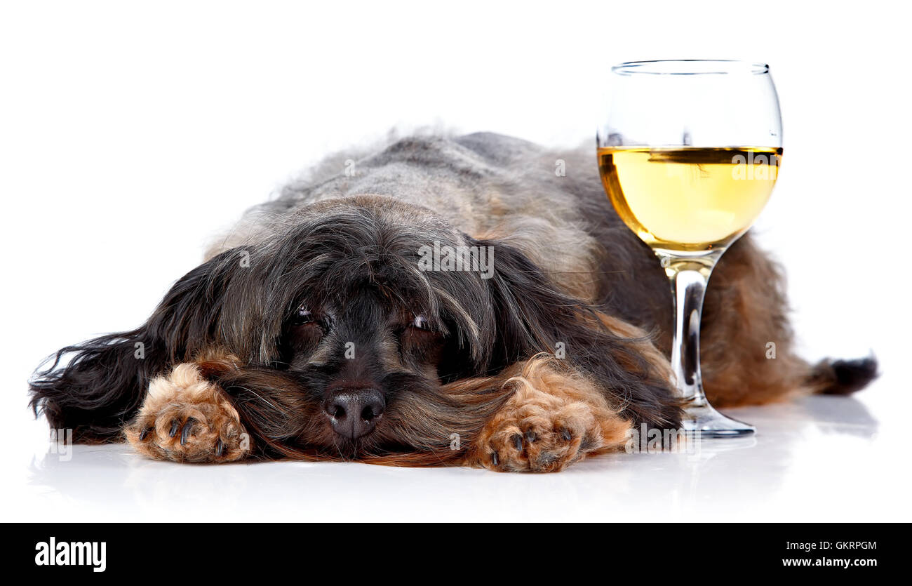 Dog wine glass hi-res stock photography and images - Alamy