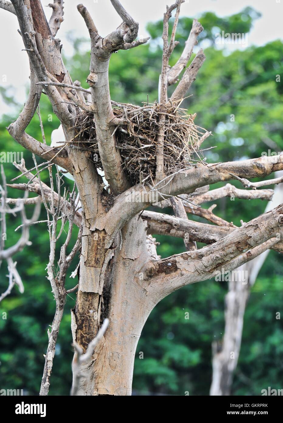 nest on dried tree Stock Photo - Alamy