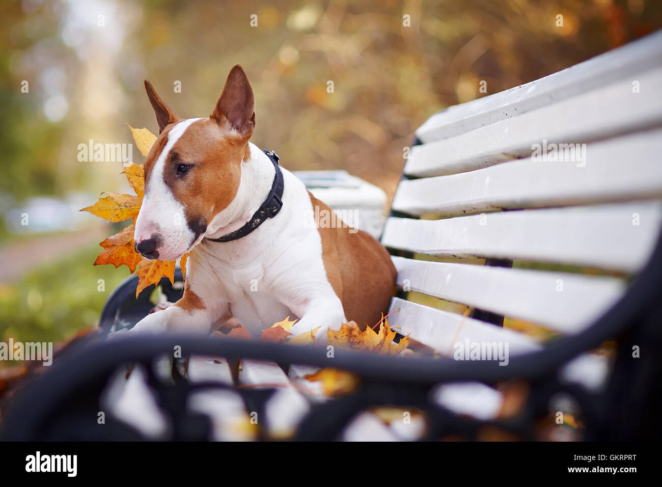 The red bull terrier lies on a bench Stock Photo - Alamy