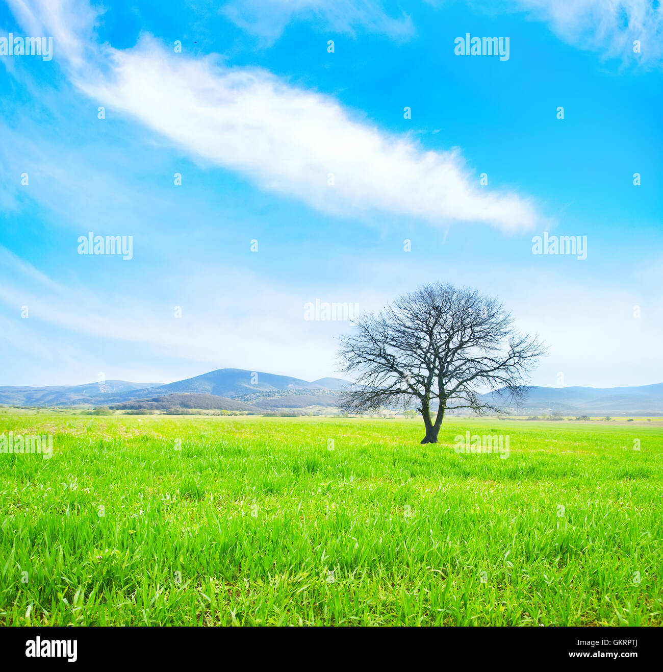 tree in the field Stock Photo - Alamy