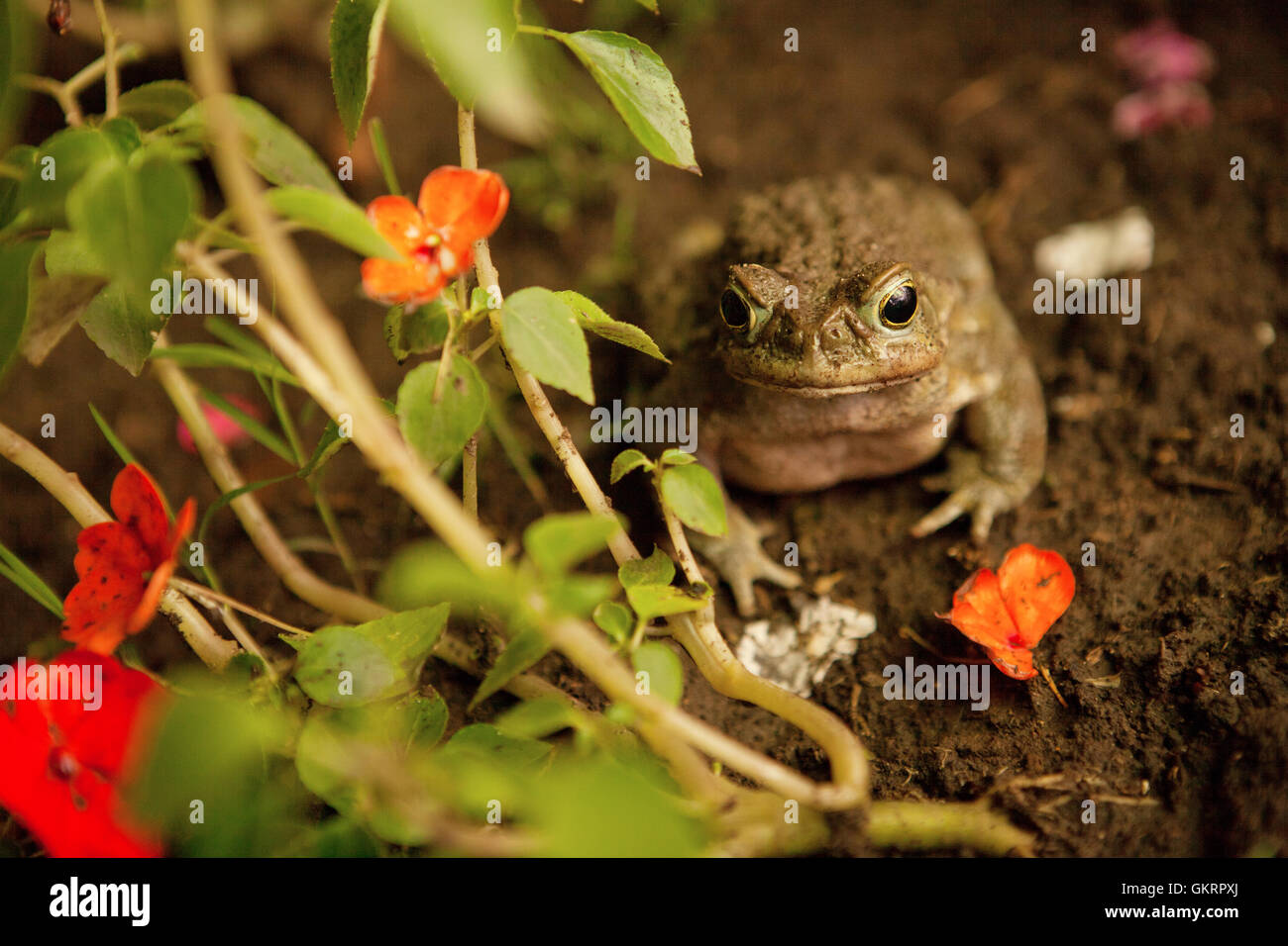 Hoptoad hi-res stock photography and images - Alamy