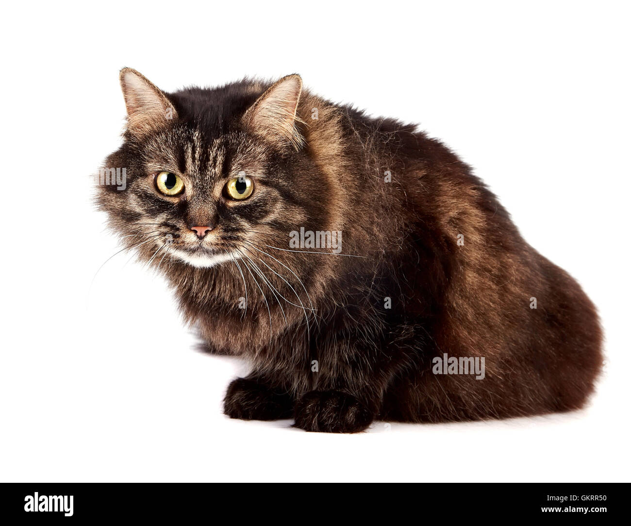 Tail vertebrate angry kitten hi-res stock photography and images - Alamy