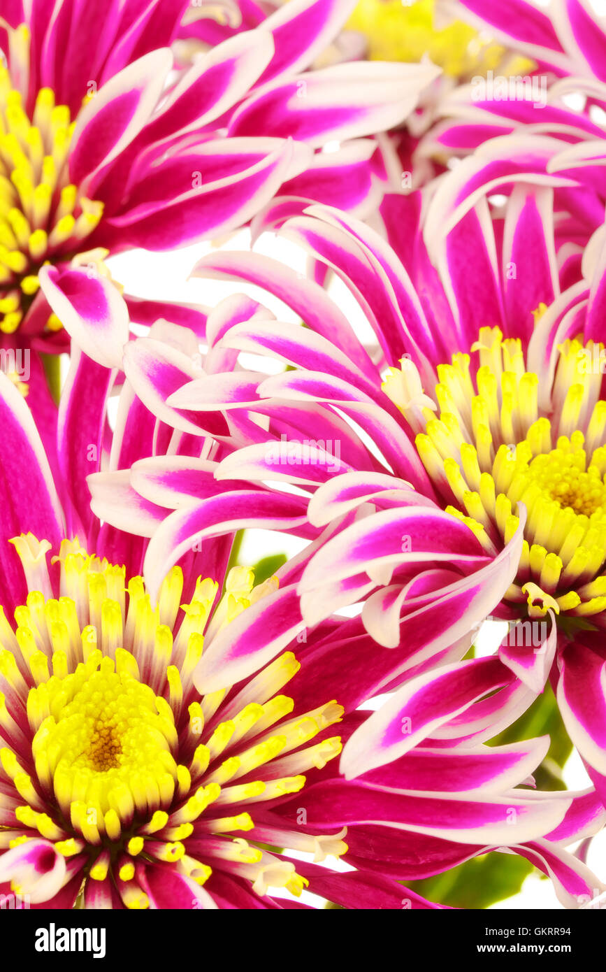 Chrysanthemum flower stem with leaves hi-res stock photography and ...