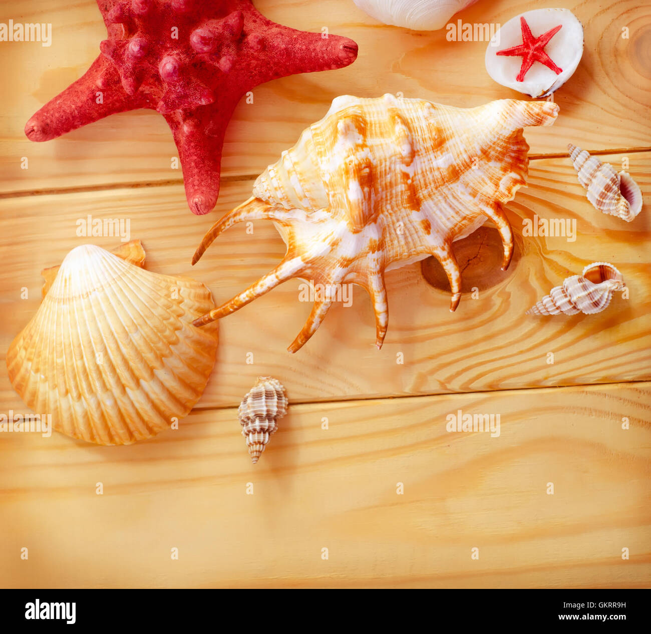 Snail shells yellow hi-res stock photography and images - Alamy