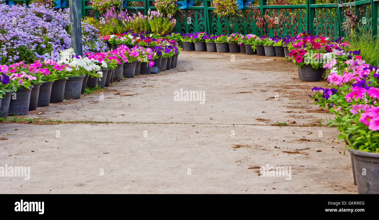 Pathway in the garden Stock Photo - Alamy