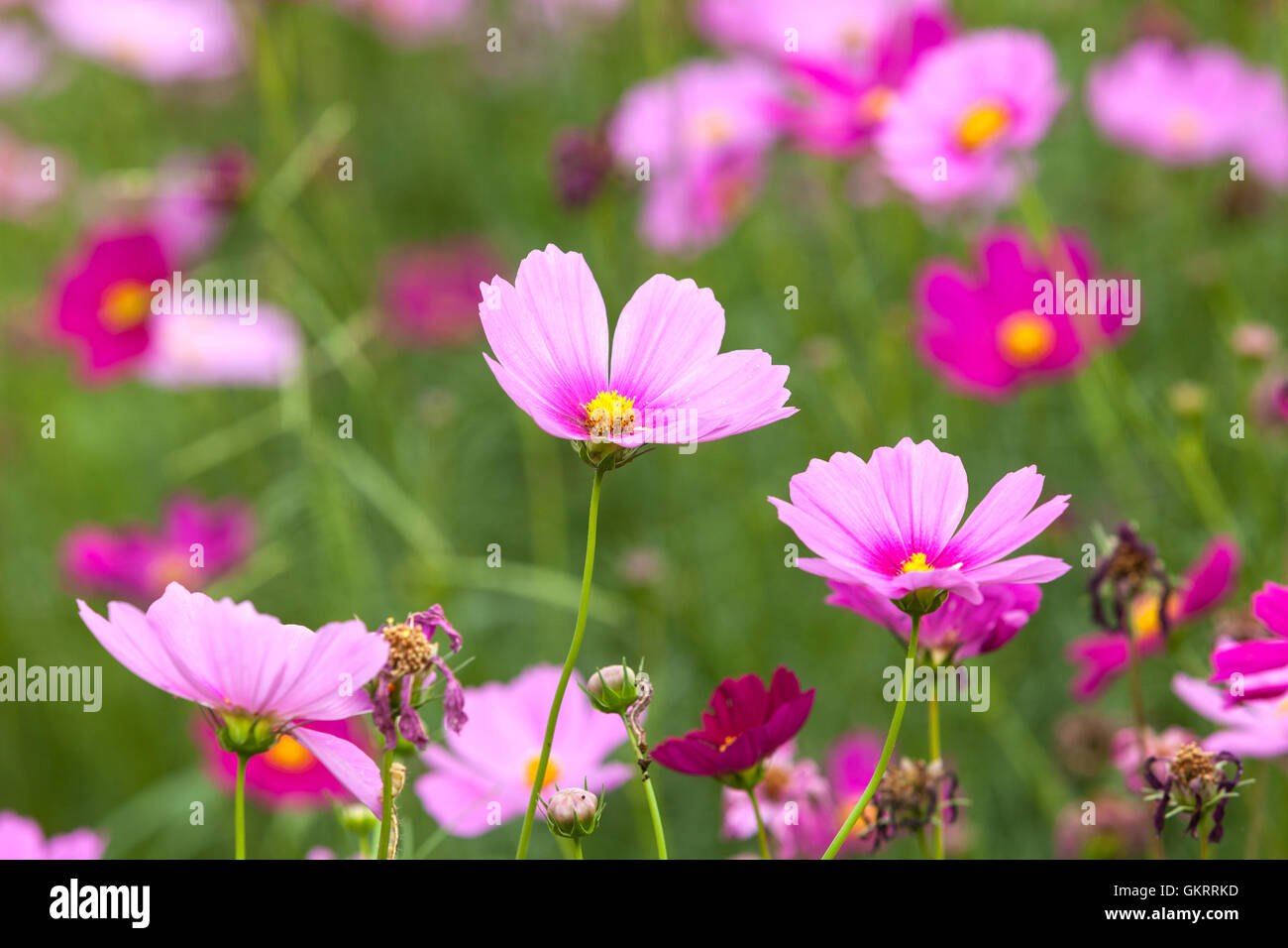 beautiful flowers in the meadow Stock Photo - Alamy