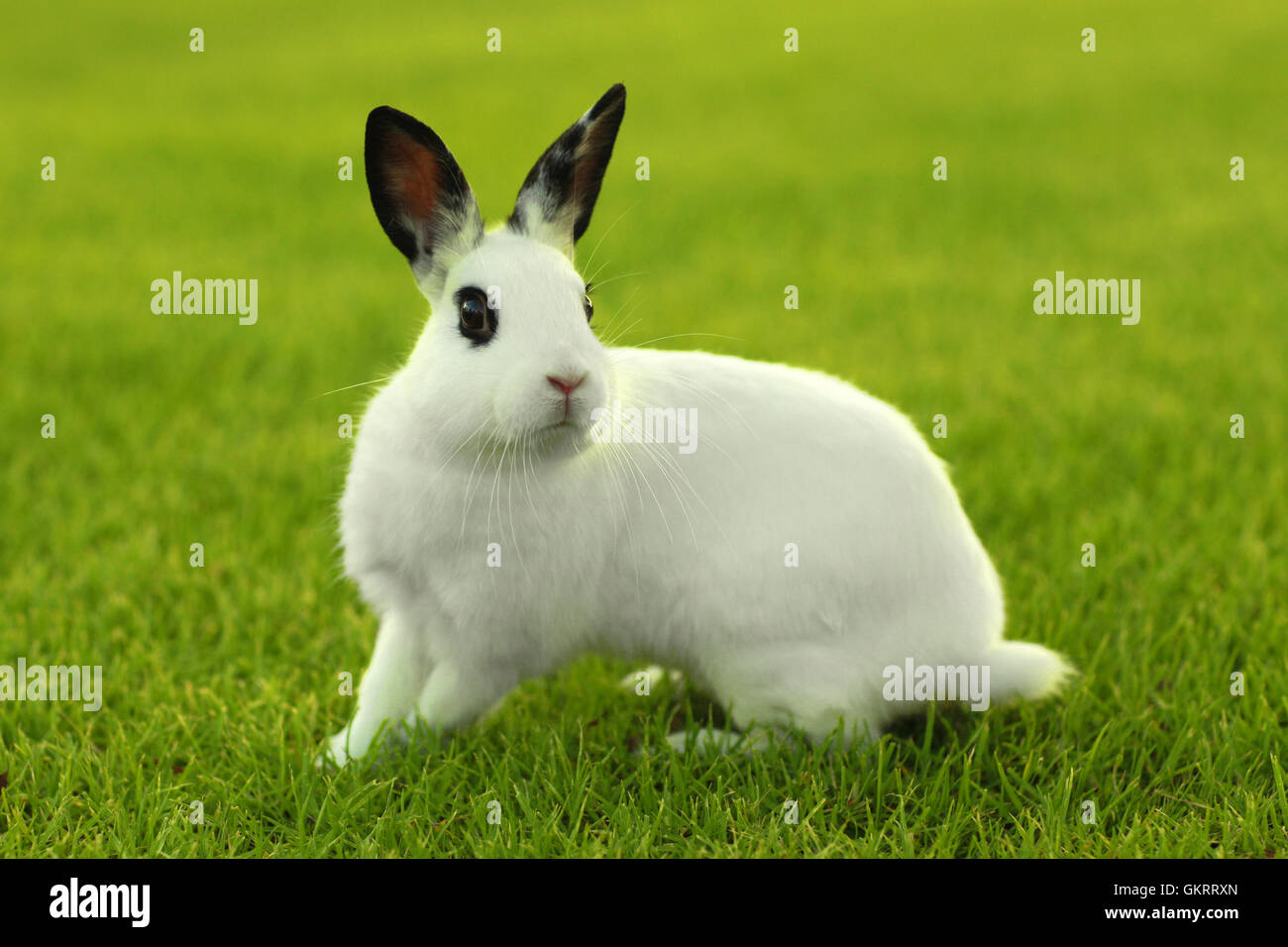 White bunny rabbit hi-res stock photography and images - Alamy