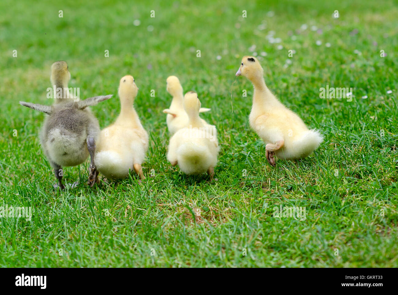 Baby duck farm animal hi-res stock photography and images - Alamy