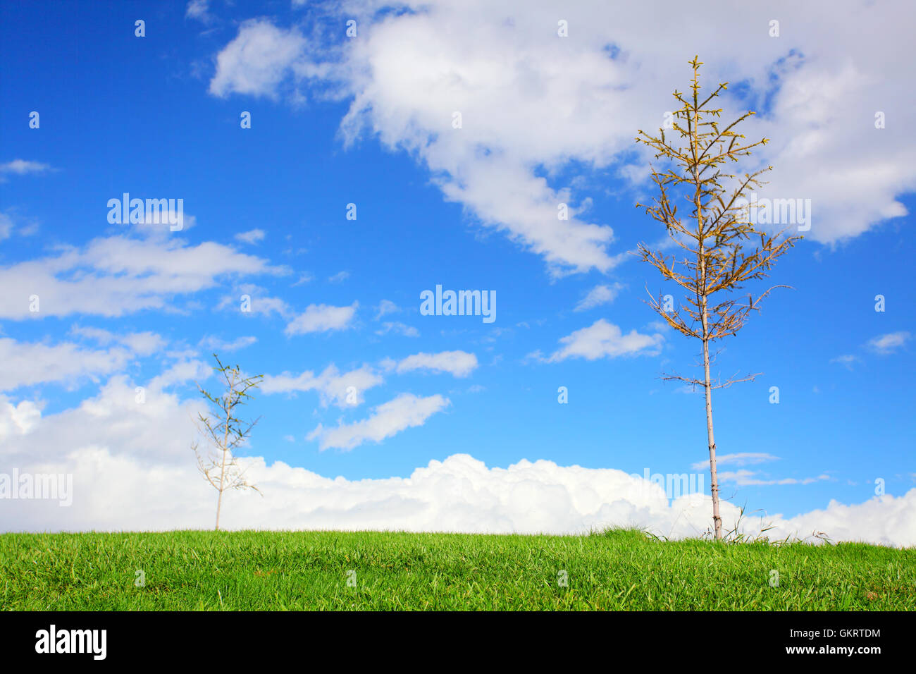 two little trees Stock Photo - Alamy