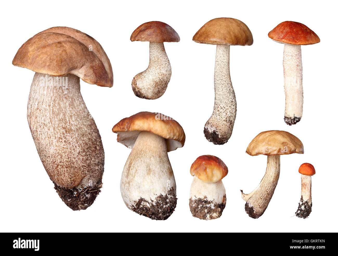 set of boletus Stock Photo - Alamy