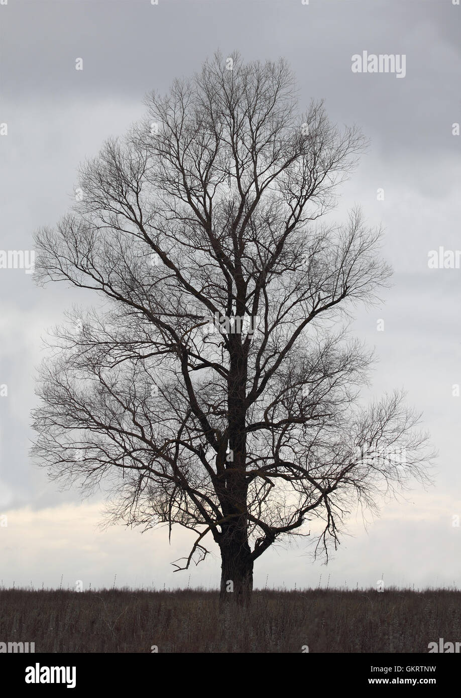 Black dead tree decoration hi-res stock photography and images - Alamy