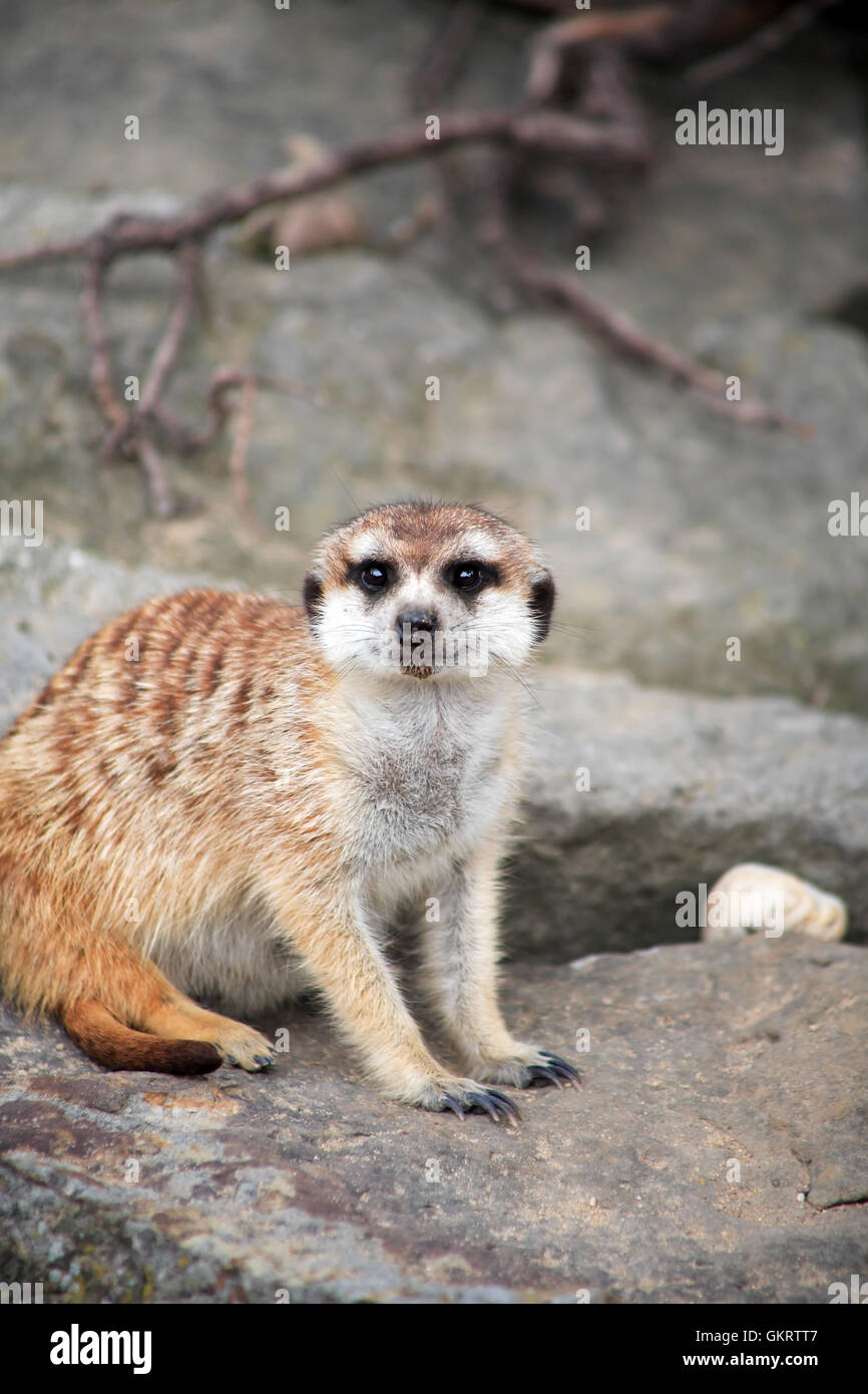 Meerkat wildlife rodent watching hi-res stock photography and images ...
