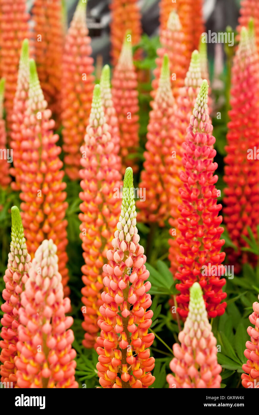Orange and red blooming plants hi-res stock photography and images - Alamy